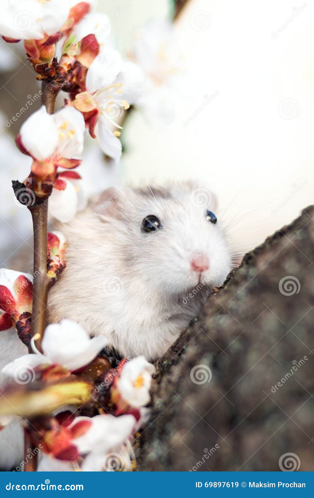 Spring Portrait of Jungar Hamster Stock Image - Image of small, cool ...