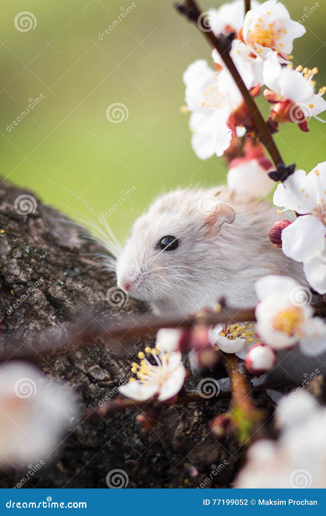 Spring Portrait of Jungar Hamster Stock Photo - Image of active ...