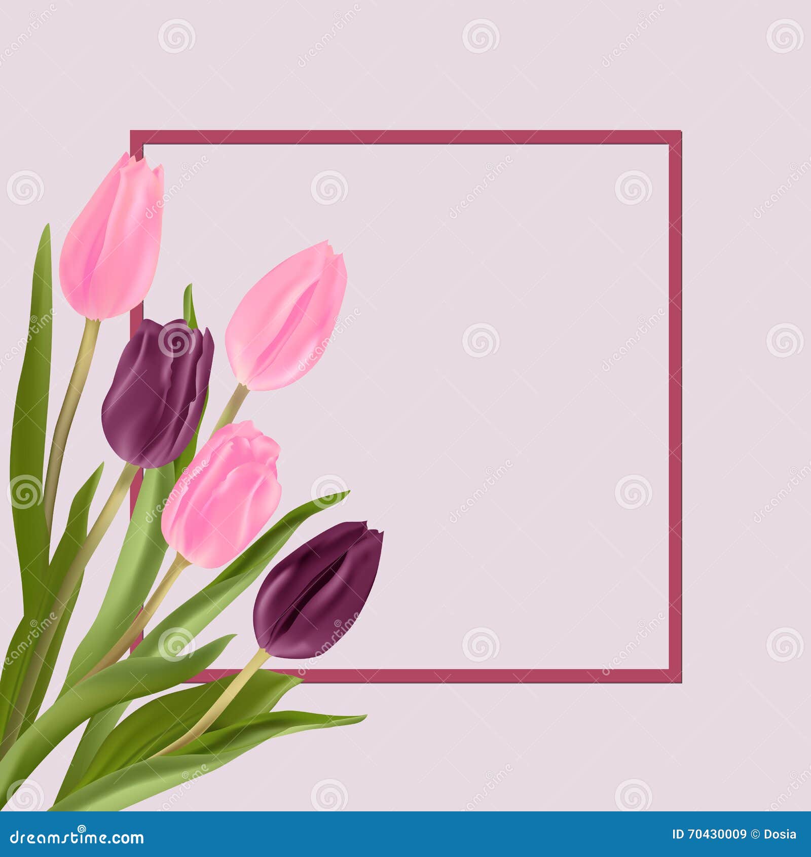Spring Postcard Red Tulips on a Pink Background with Border Stock ...