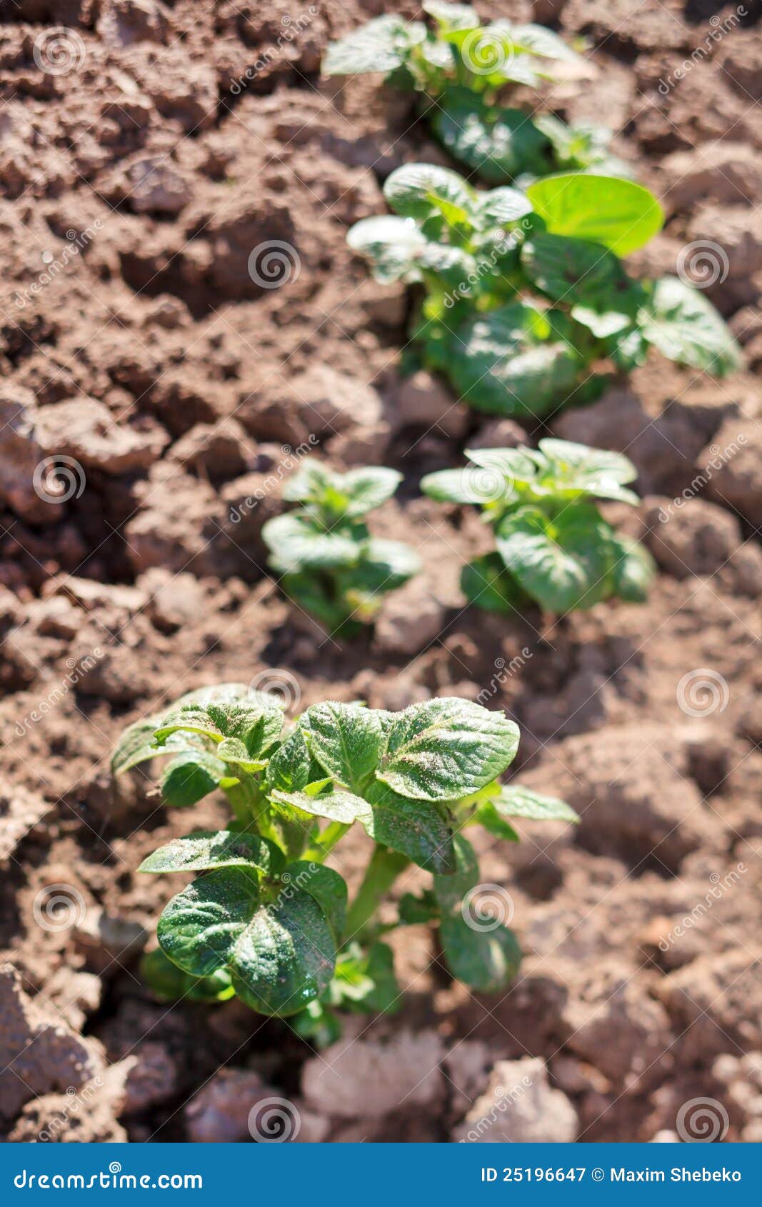Spring potato stock image. Image of farmland, meadow - 25196647