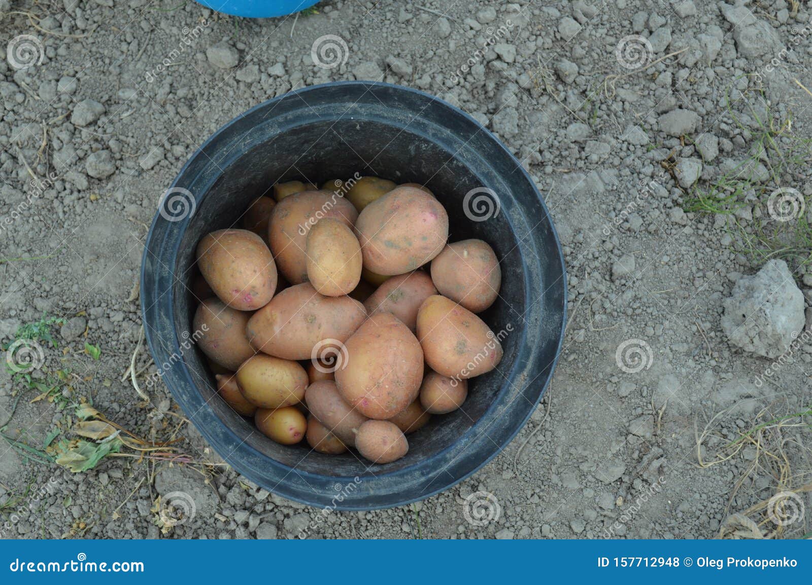 Spring Potato Harvest in the Garden Stock Photo - Image of potato ...