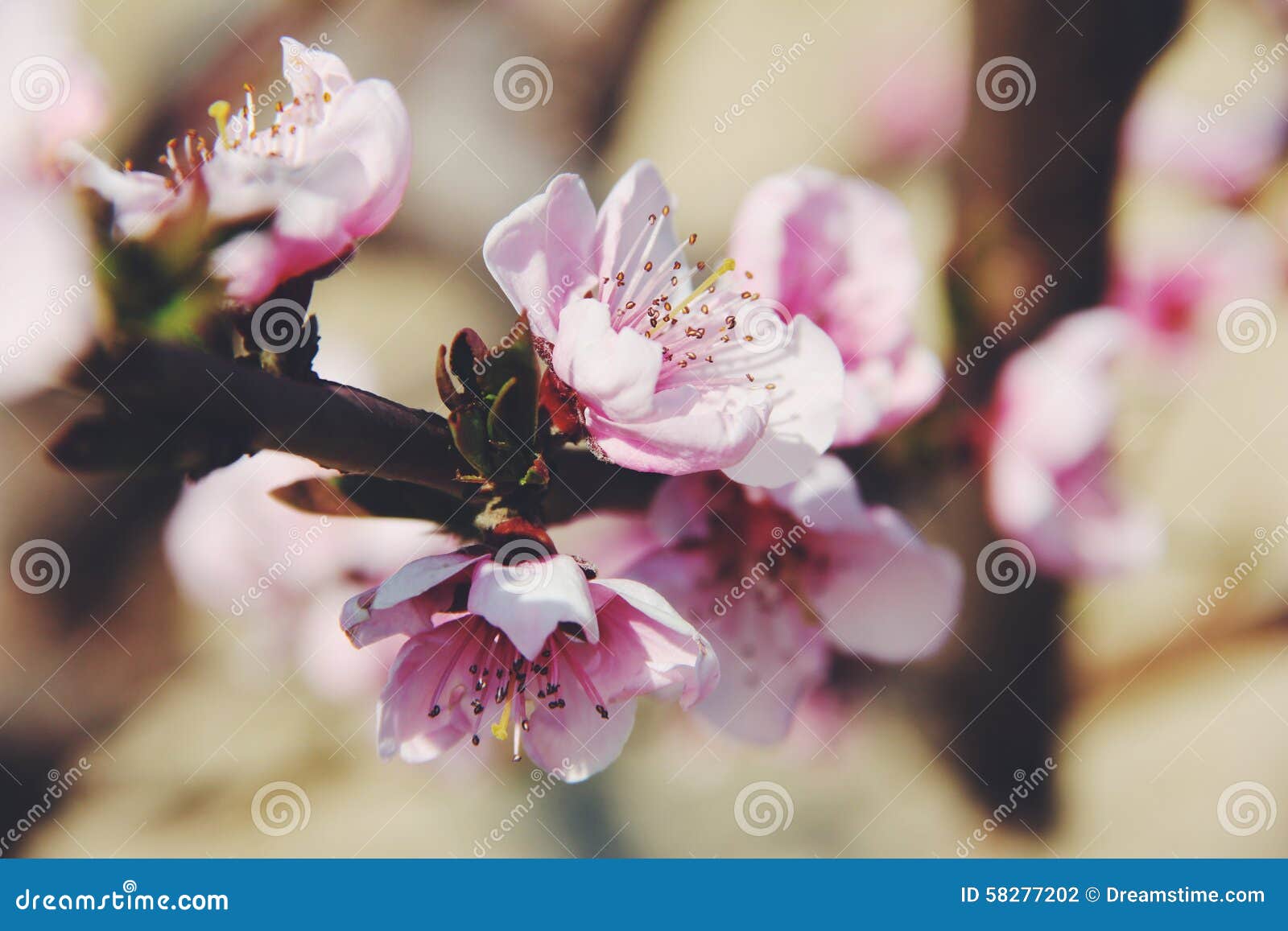 Spring stock photo. Image of plant, nature, cherry, blossom - 58277202