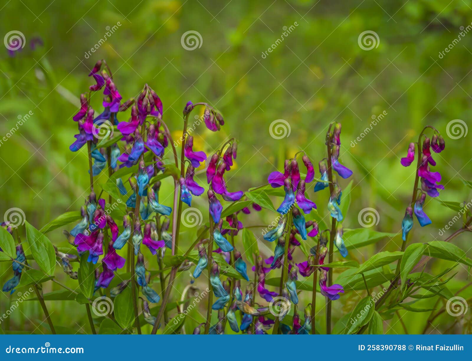 Spring Primrose Lathyrus Vernus in a Forest Glade Stock Photo - Image ...