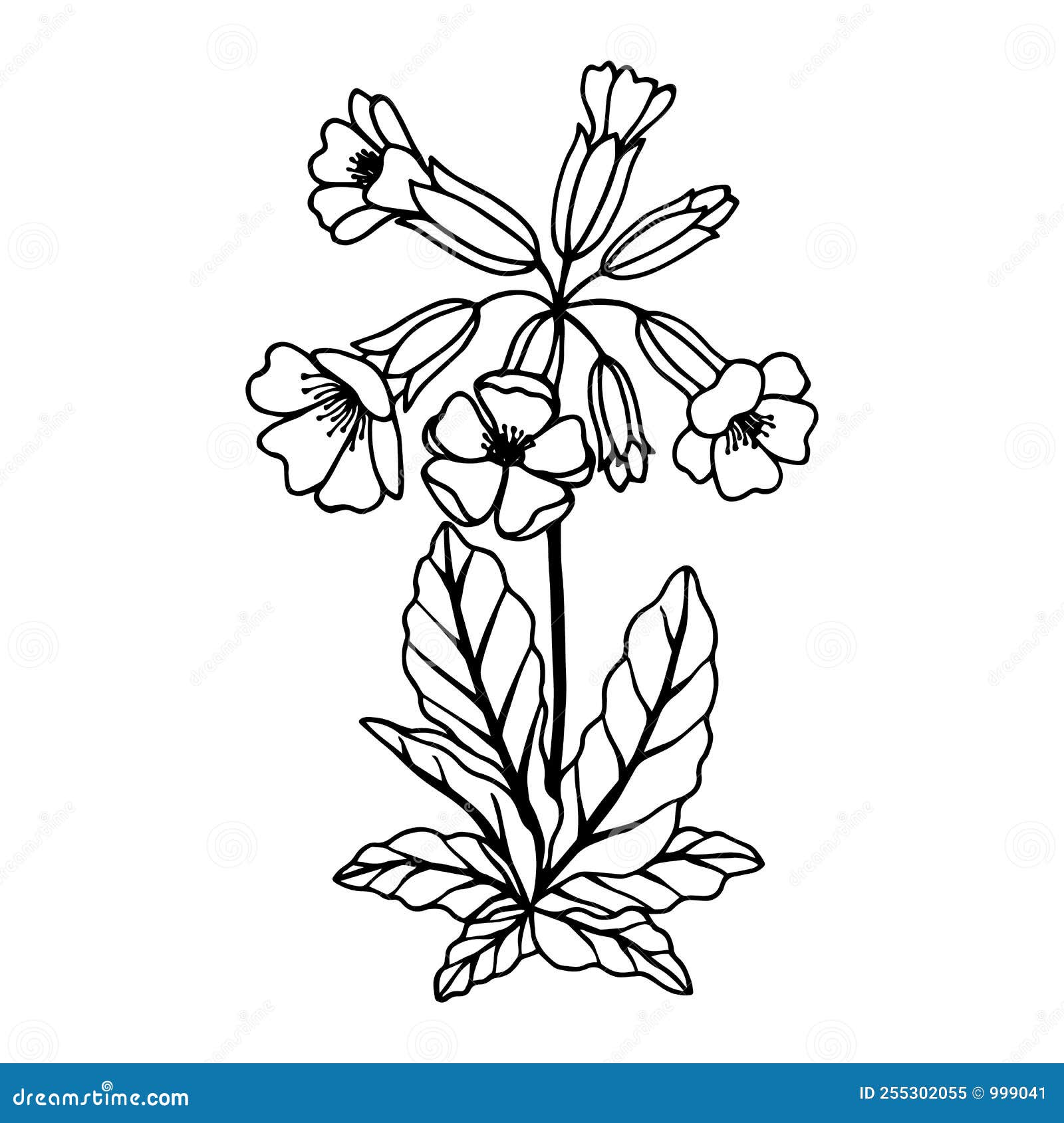 Primrose Stock Outline Drawing, Evening Primrose Line Art, Hand-drawn ...