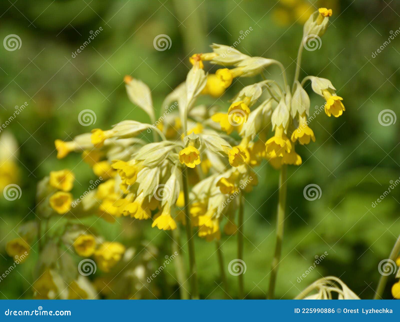 In Spring, Primrose Primula Veris Blooms in Nature Stock Photo - Image ...