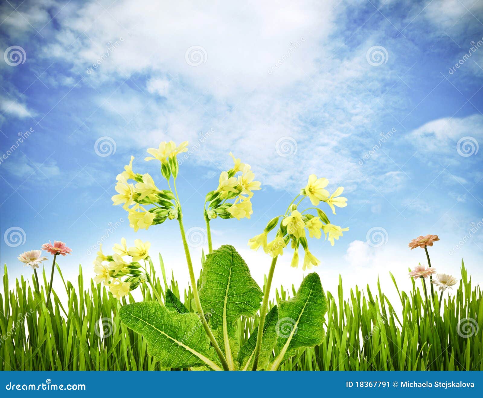 Spring primroses stock image. Image of bulb, beautiful - 18367791