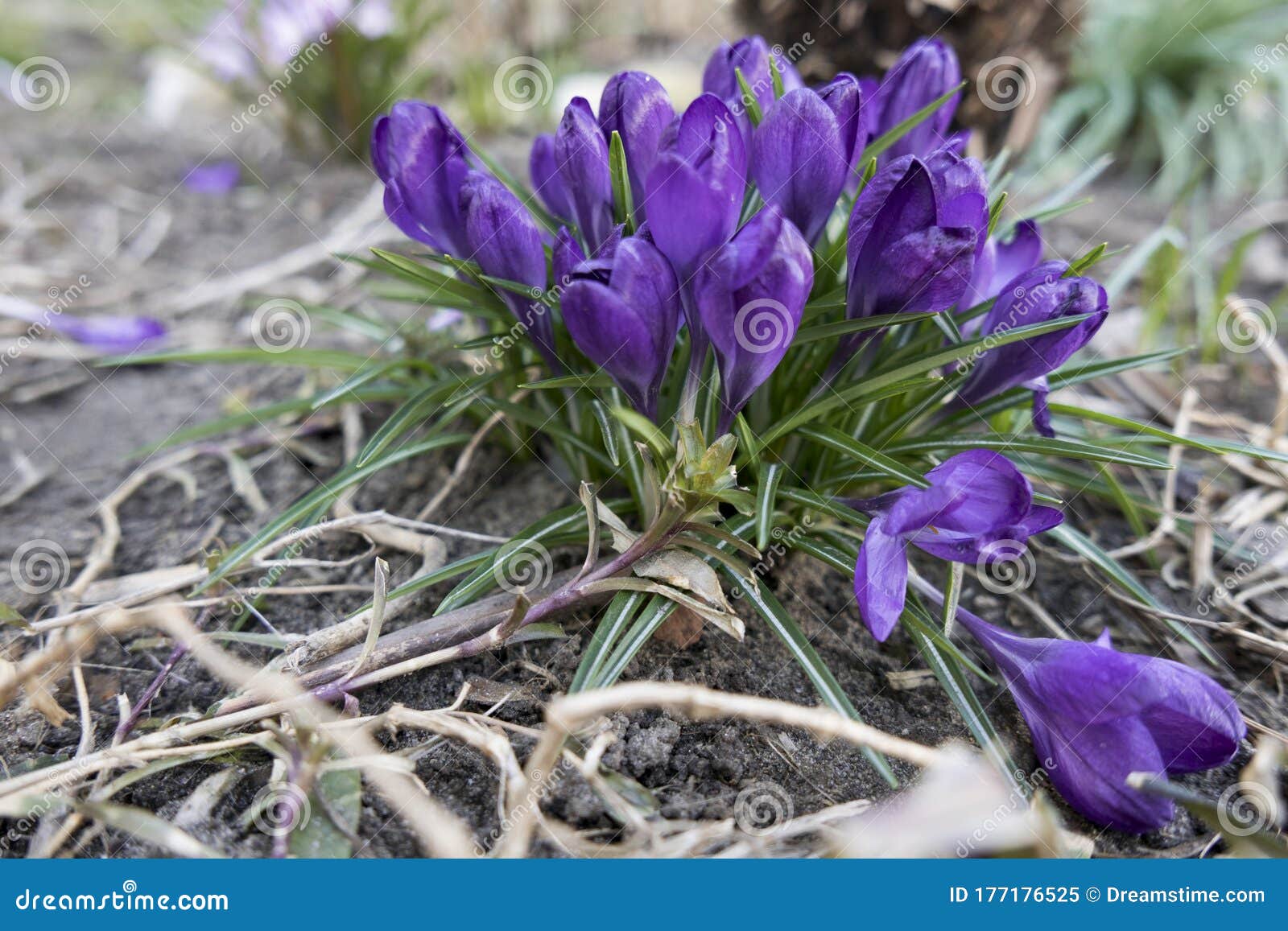 Spring Primroses. Beautiful Blue Flowers Stock Image - Image of meadow ...