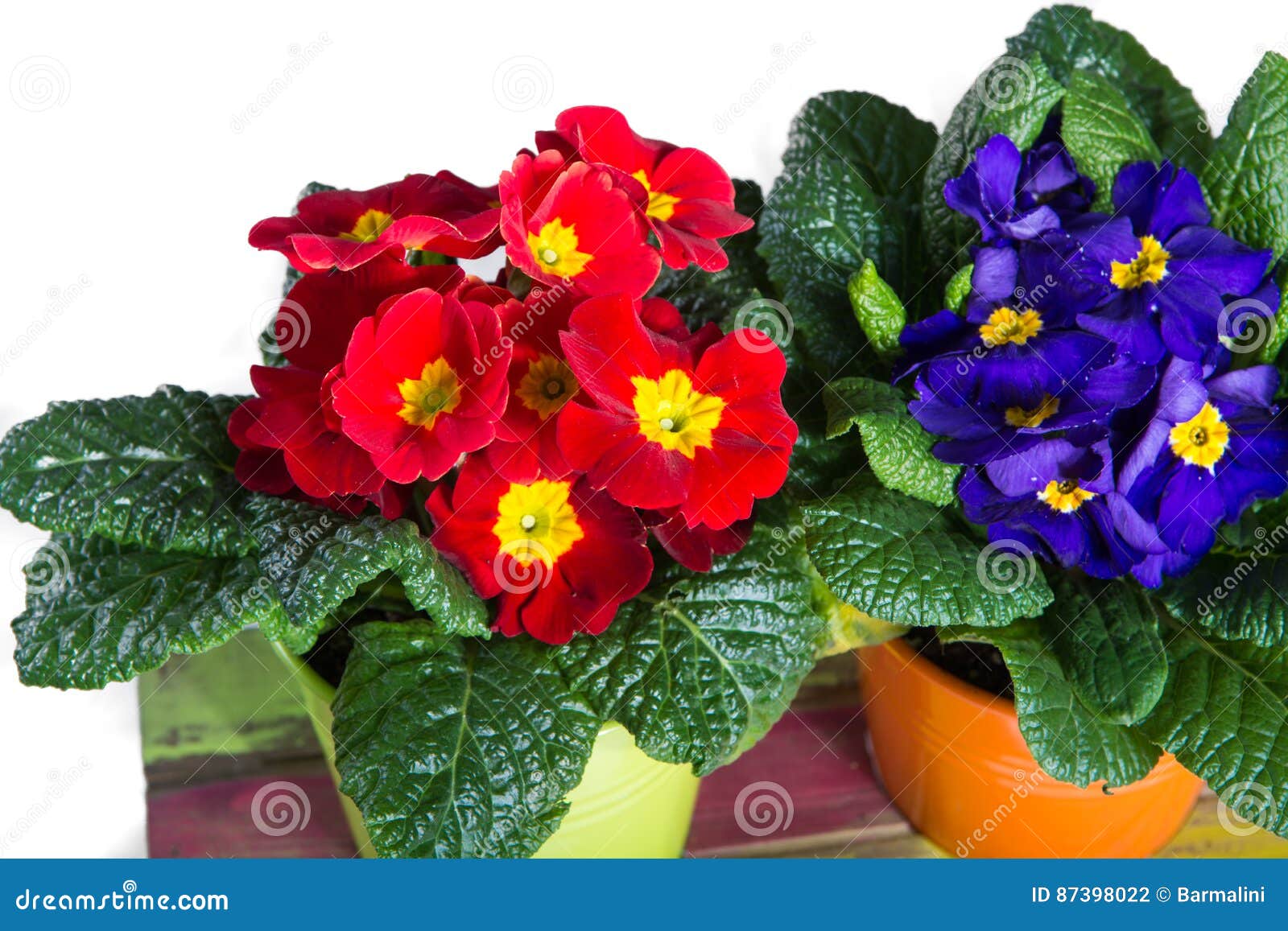 Spring Primroses Flowers, Primula Polyanthus in a Flowerpot Stock Photo ...