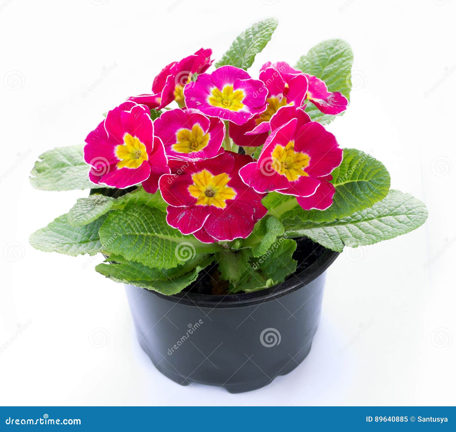 Spring Primroses Flowers, Primula Polyanthus in a Flowerpot Stock Image ...