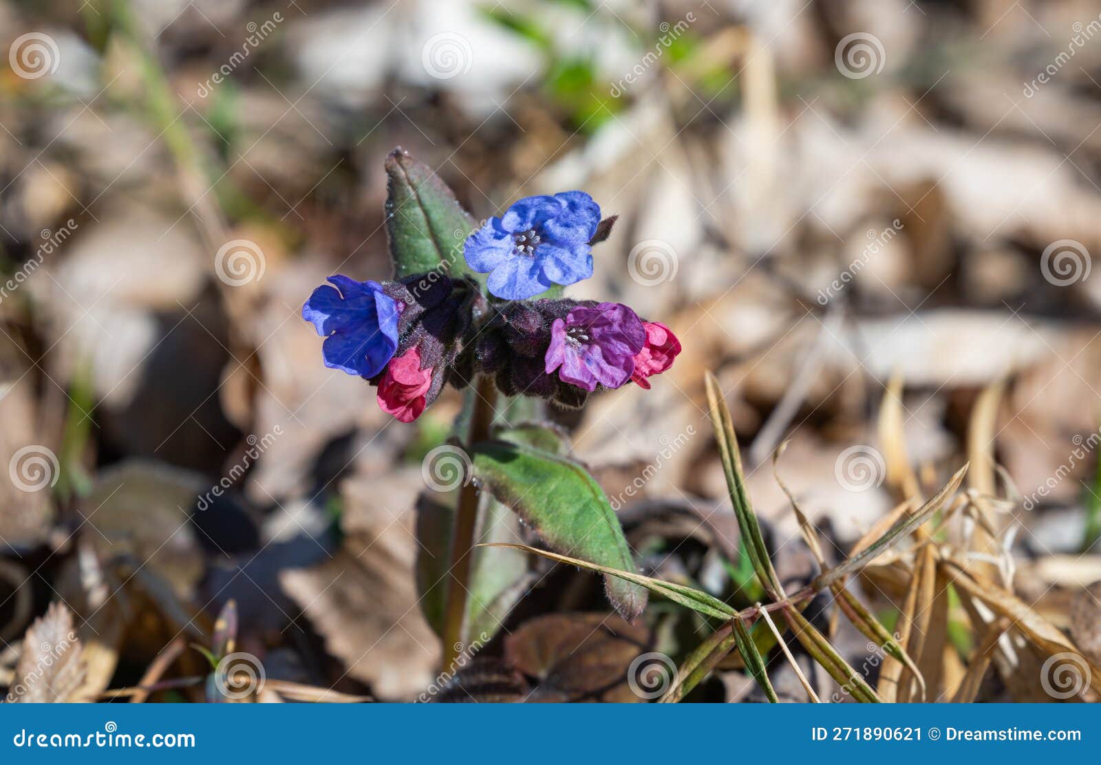Spring Primroses in the Forest in Spring Stock Image - Image of leaf ...