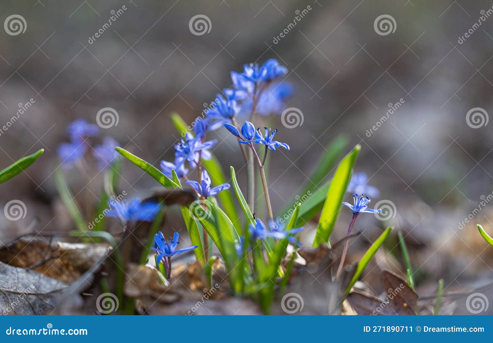 Spring Primroses in the Forest in Spring Stock Image - Image of ...