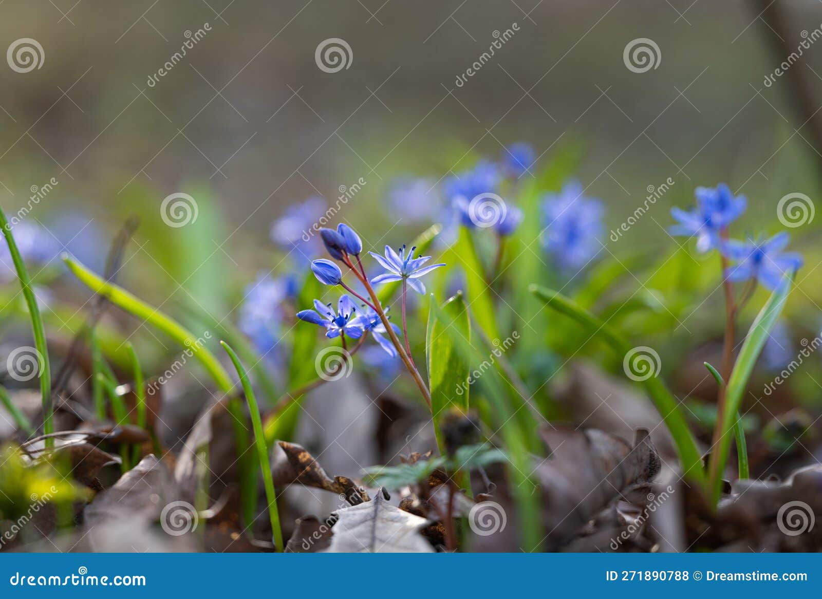 Spring Primroses in the Forest in Spring Stock Photo - Image of nature ...