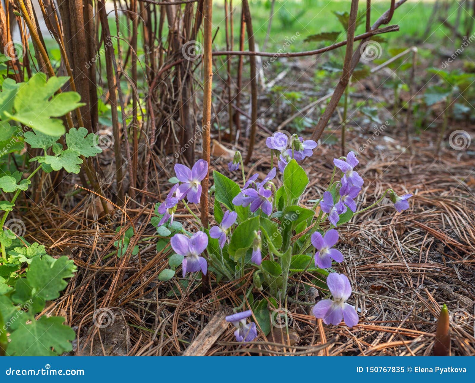 Spring Primroses Grow in the Forest Glade, Delicate Little Violets ...