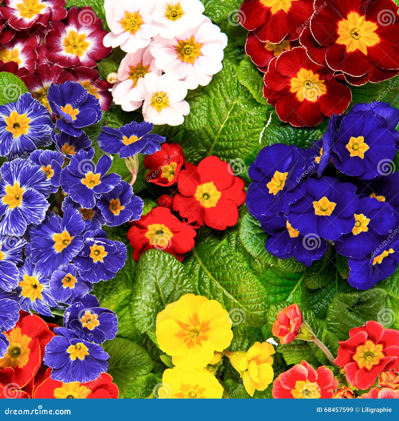 Spring Primula Flowers. Colorful Primrosess Stock Image - Image of rose ...