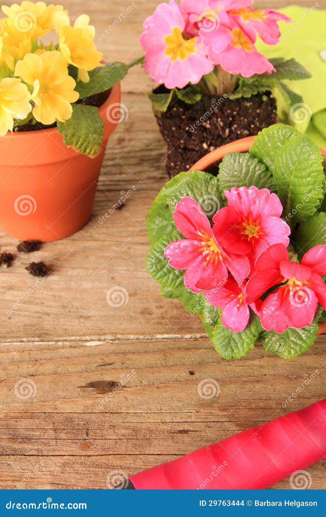 Spring gardening: Primulas stock photo. Image of plant - 29763444