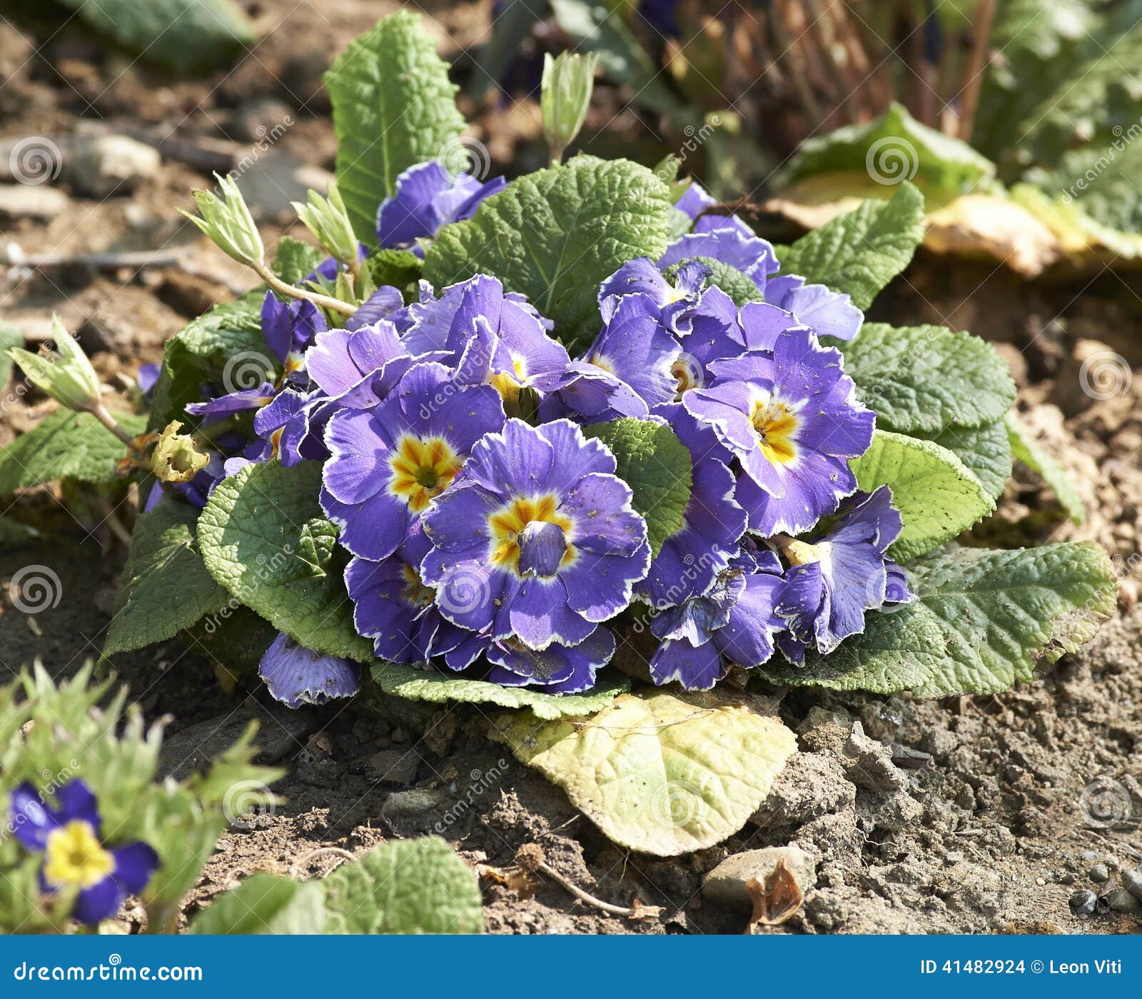 Spring primula stock photo. Image of fresh, outdoor, green - 41482924