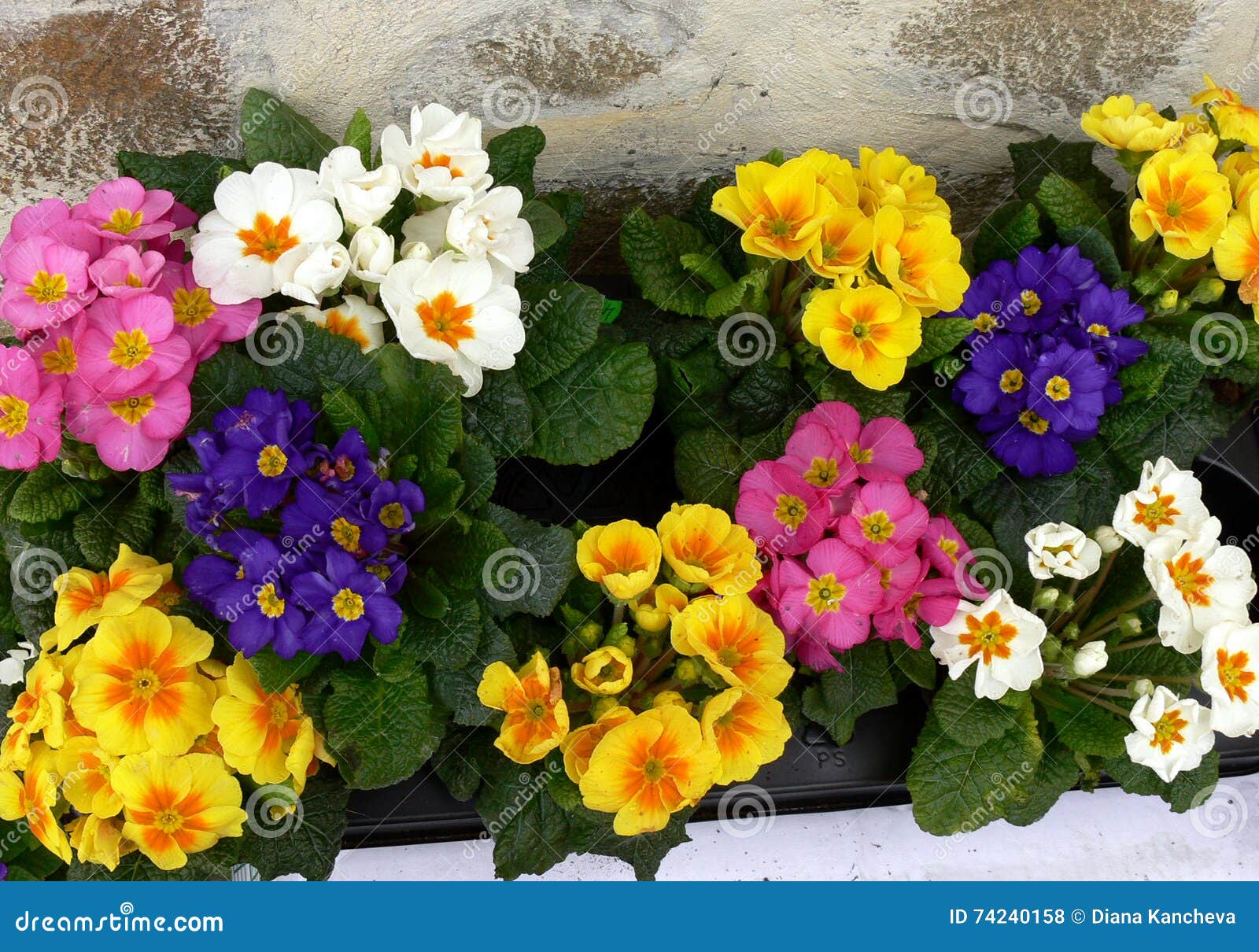 Spring Primula stock photo. Image of primroses, oxlip - 74240158