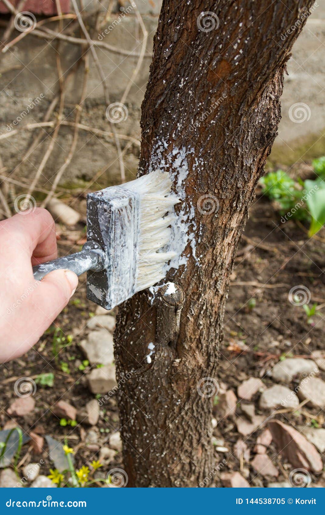 Spring Whitewashing of Trees Stock Image - Image of grass, outdoor ...