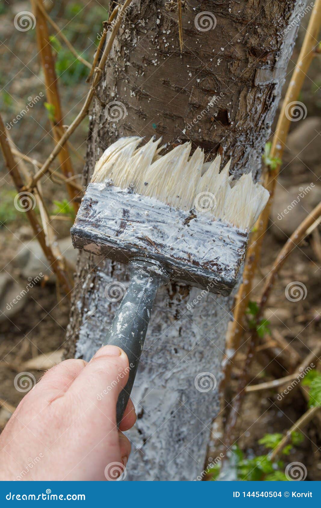 Spring Whitewashing of Trees Stock Photo - Image of grow, grass: 144540504