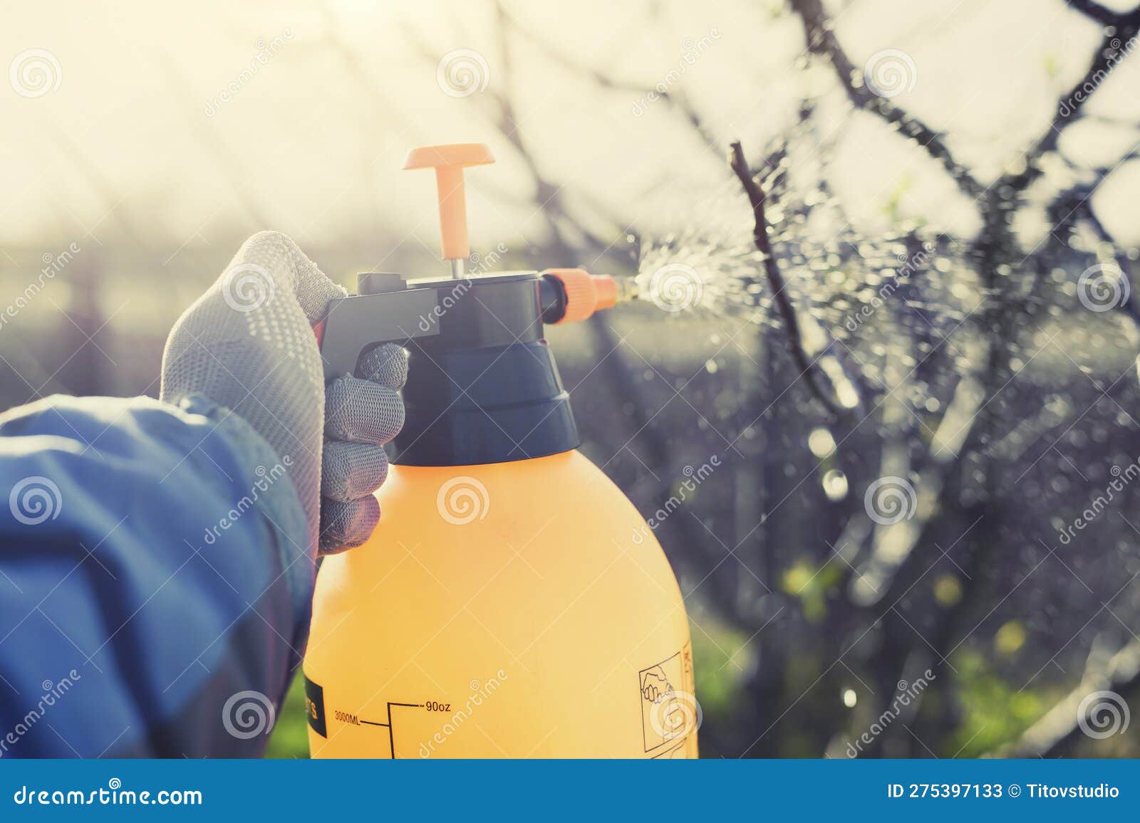 Spraying the Garden from Pests and Diseases with a Pulverizer Stock ...