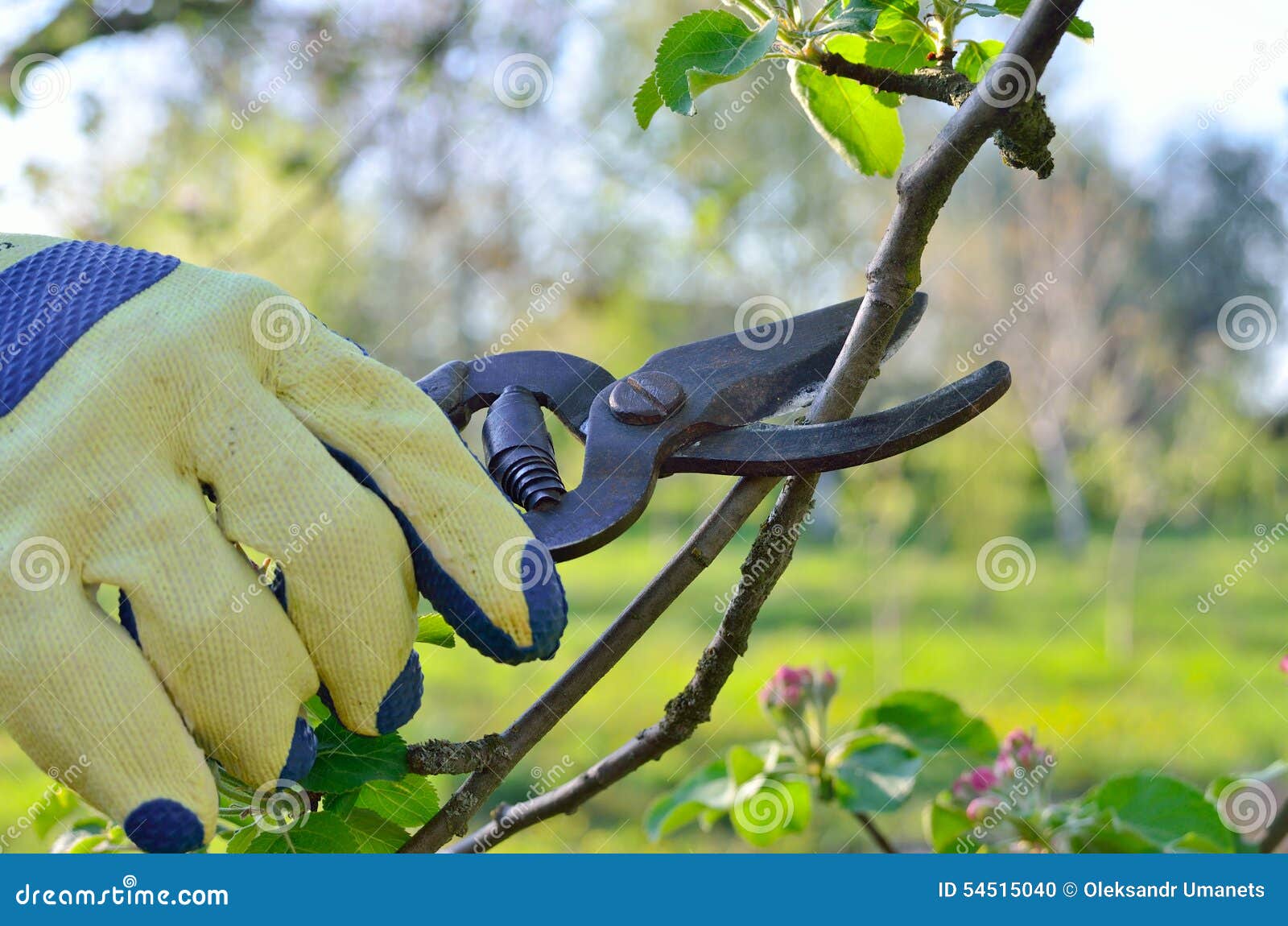 Spring Pruning of Branches Young Fruit Tree Garden Shears Stock Photo ...