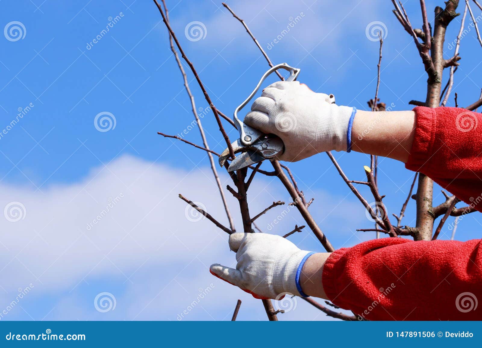 Pruning fruit tree stock photo. Image of cleaning, pruning - 147891506
