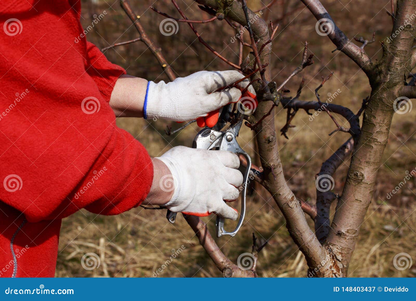 Pruning fruit tree stock image. Image of care, orange - 148403437