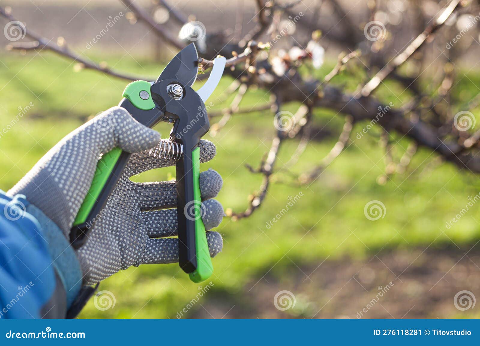 Spring Pruning of the Garden with Secateurs, Care for Trees and Bushes ...