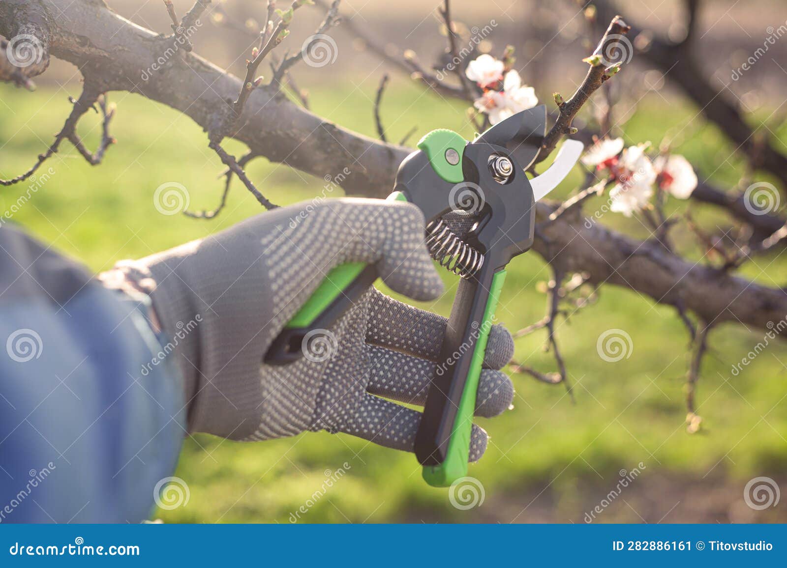 Spring Pruning of the Garden with Secateurs, Care for Trees and Bushes ...
