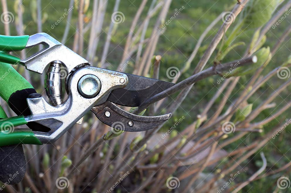 Spring Pruning with Hand Pruning Shears of a Tree Hydrangea Bush in the ...