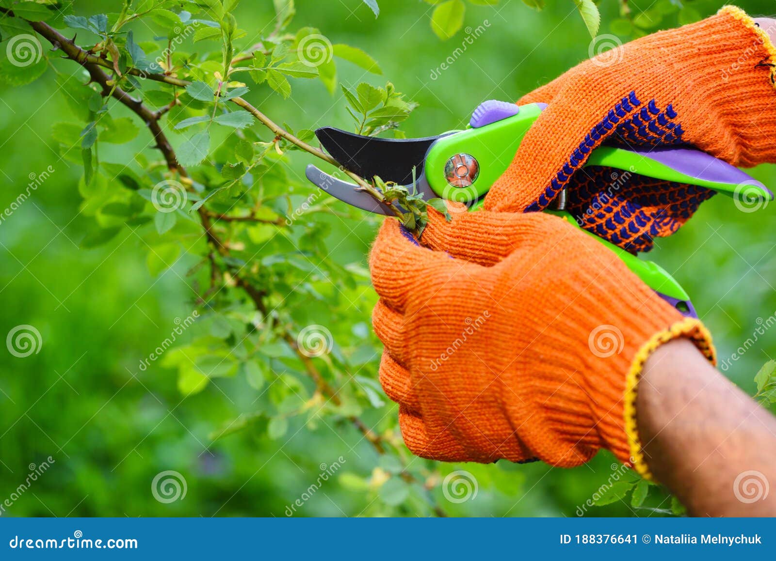 Spring Pruning Roses in the Garden, Gardener`s Hands with Secateur ...