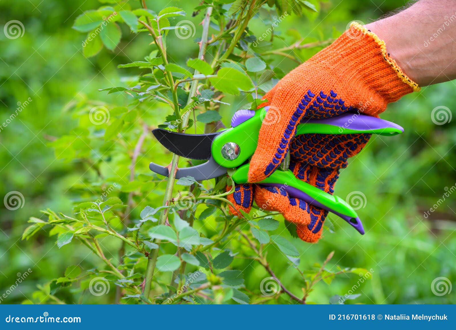 Spring Pruning Roses in the Garden, Gardener`s Hands with Secateur ...