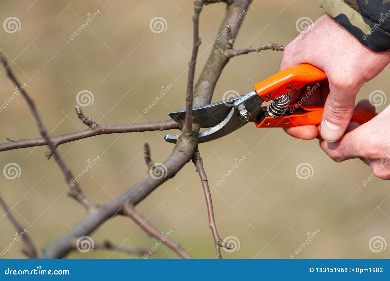 Spring Pruning of Trees. Orchard Care Stock Photo - Image of growth ...