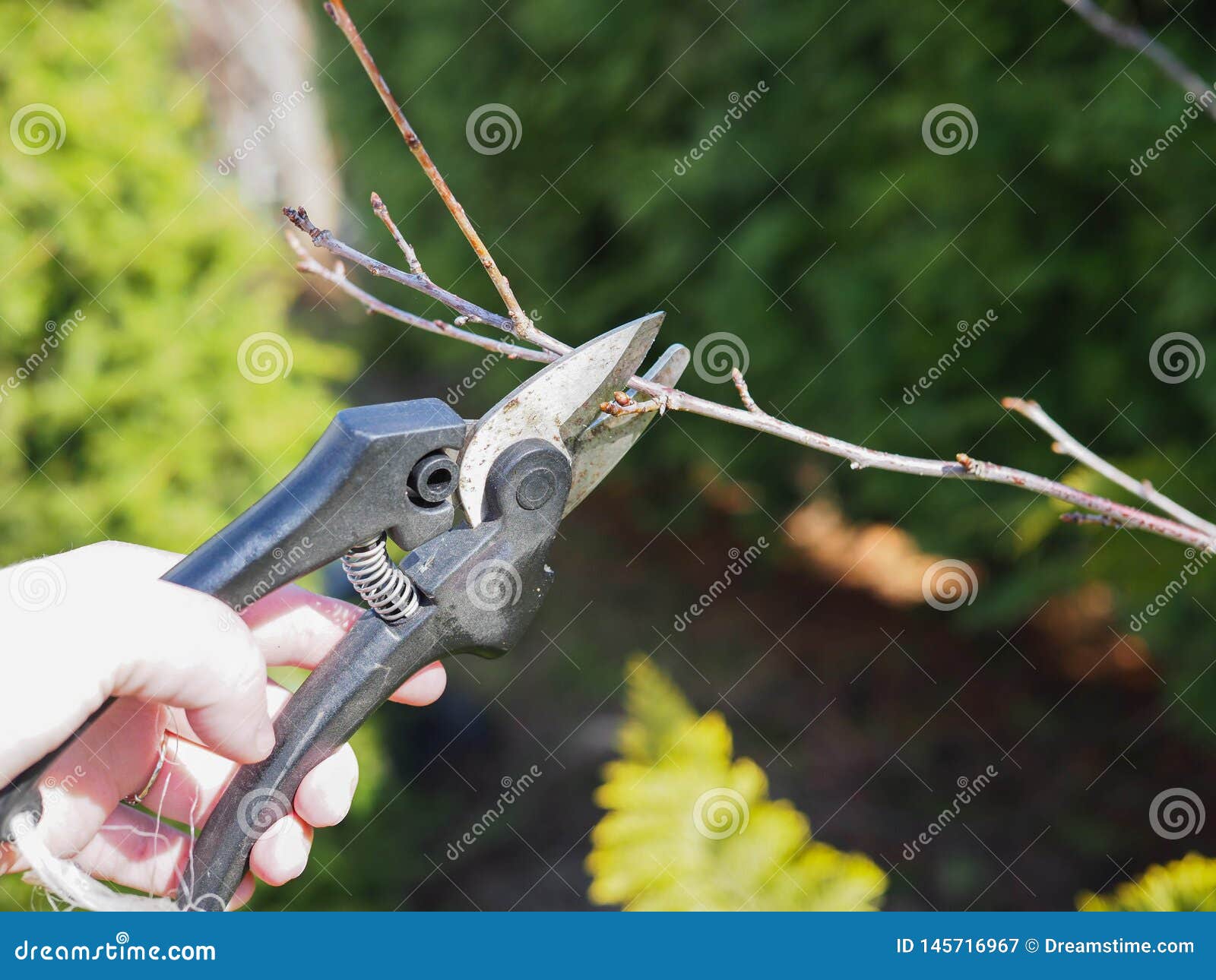 Spring pruning of treesn stock image. Image of farm - 145716967