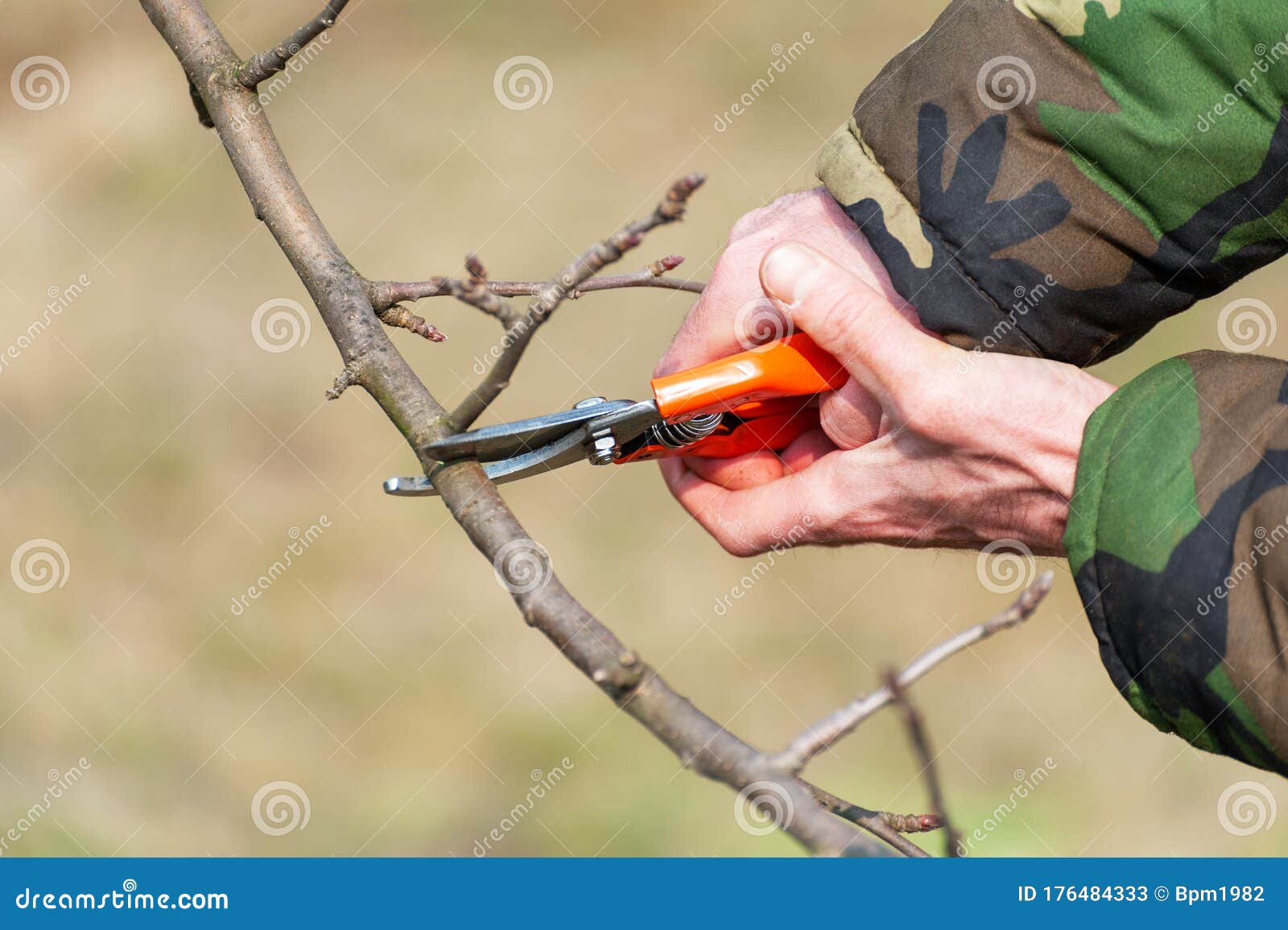 Spring Pruning of Trees. Orchard Care Stock Image - Image of hedge ...