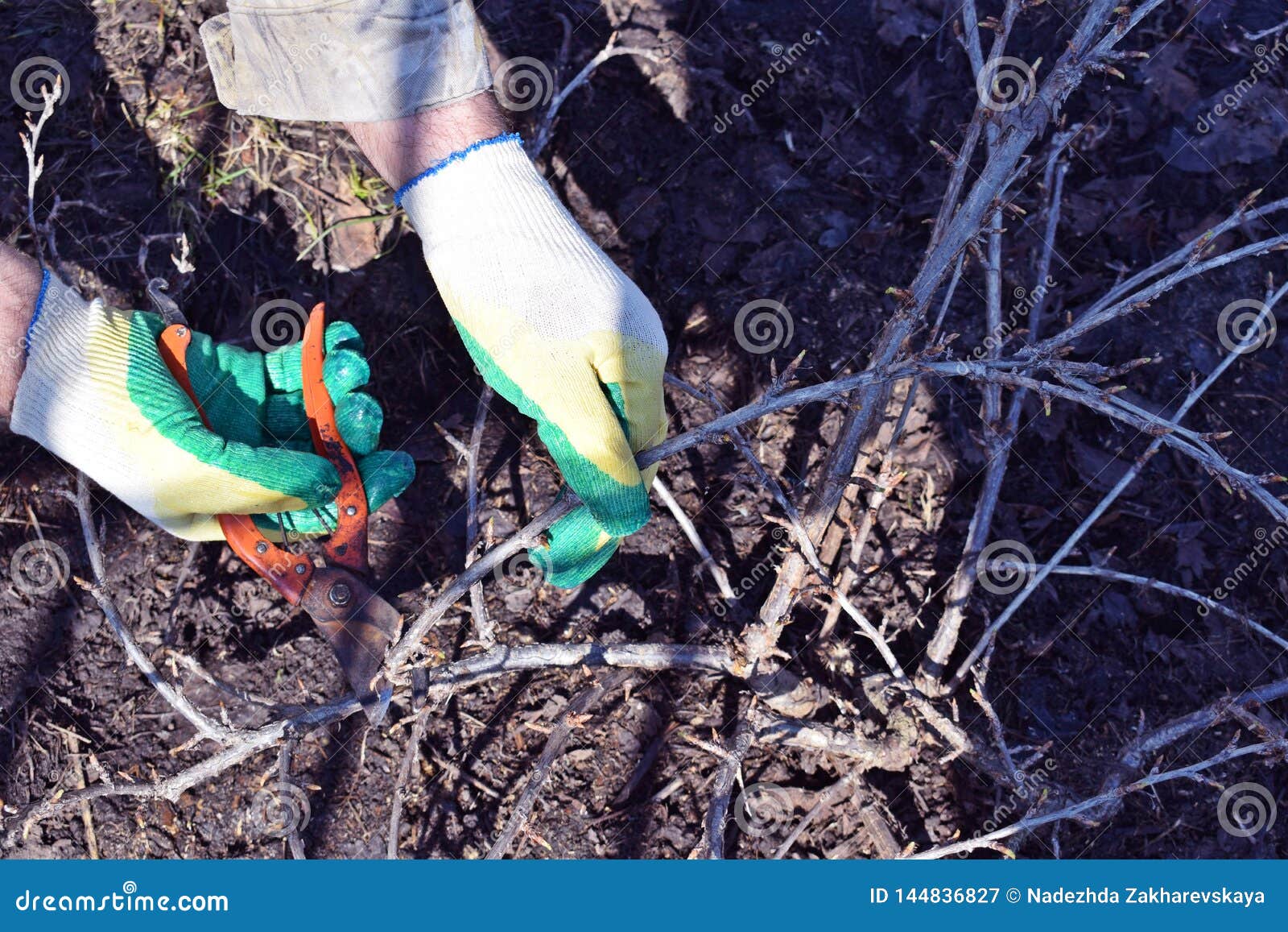 Spring Pruning of Trees and Shrubs. Stock Image - Image of closeup ...