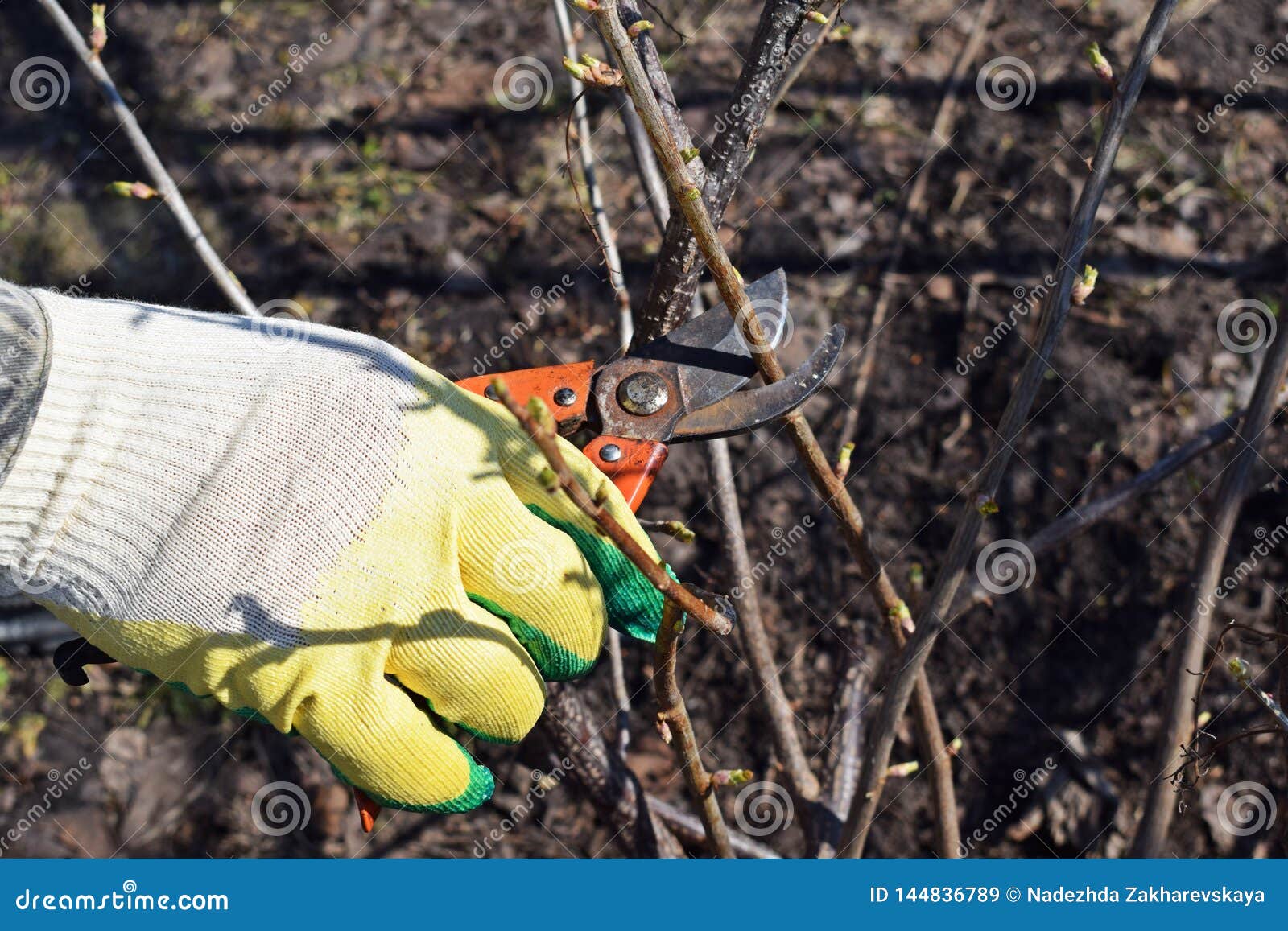 Spring Pruning of Trees and Shrubs. Stock Image - Image of pruning ...