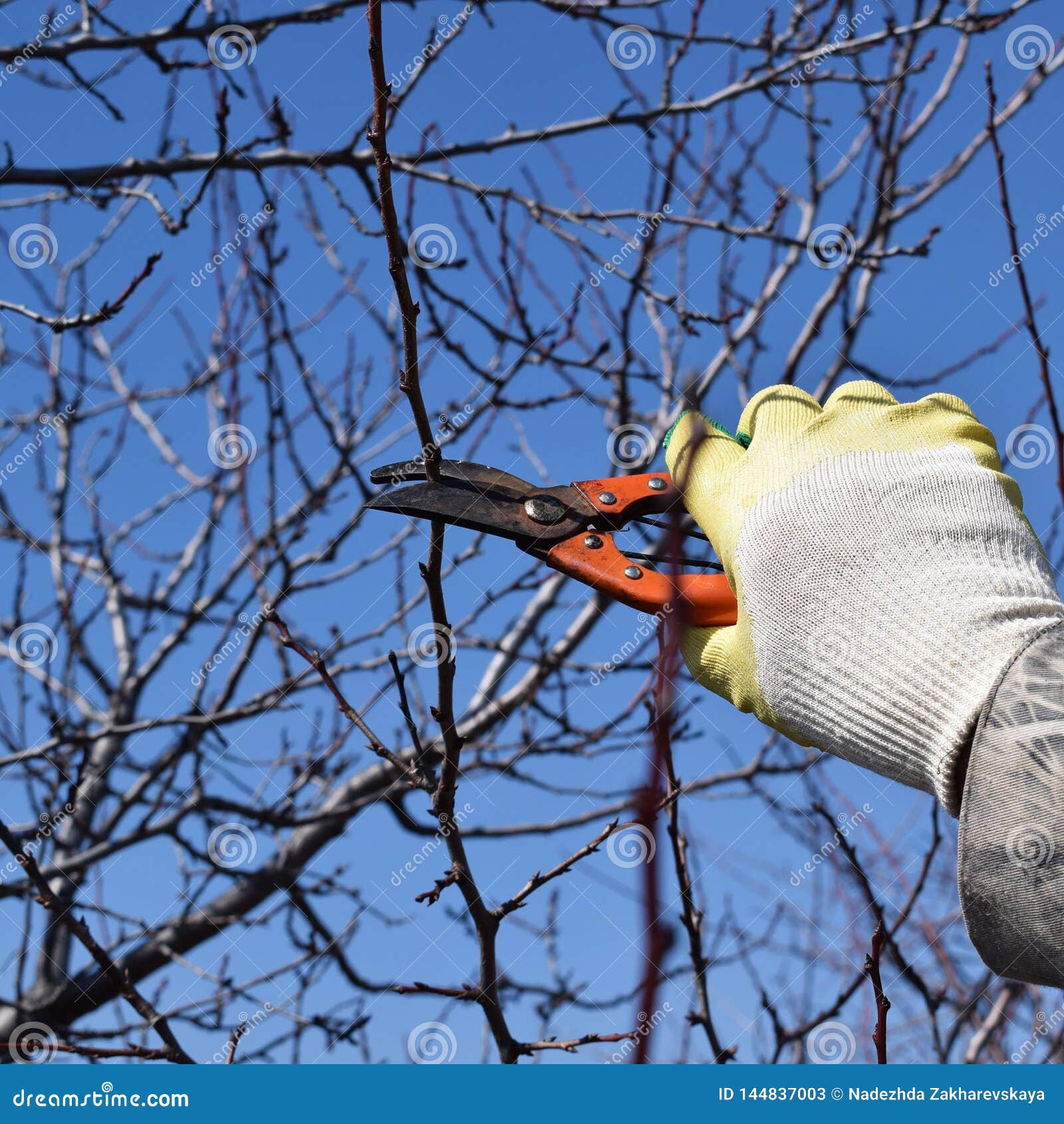 Spring Pruning of Trees and Shrubs. Stock Image - Image of garden, work ...