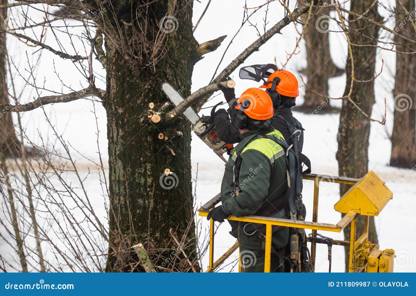 Spring Pruning. Workers Sawed Off Tree Branches in the Park Editorial ...