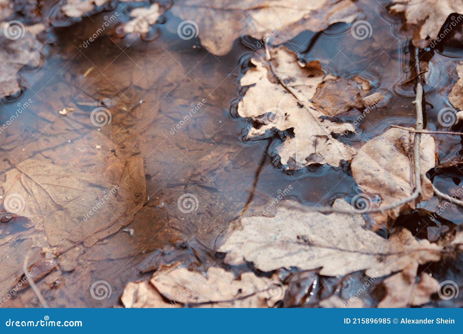 Spring puddle stock image. Image of puddle, spring, park - 215896985
