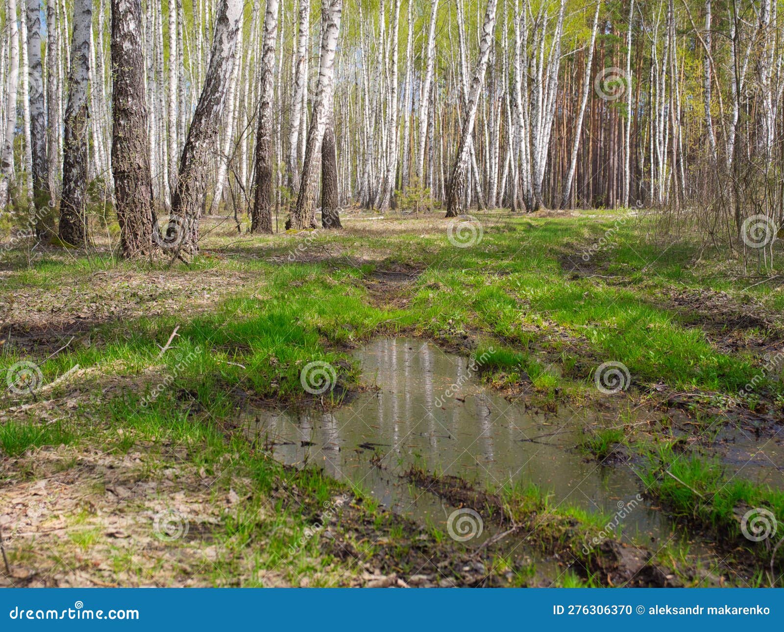 Spring Puddles on the Road in a Birch Grove Stock Photo - Image of ...