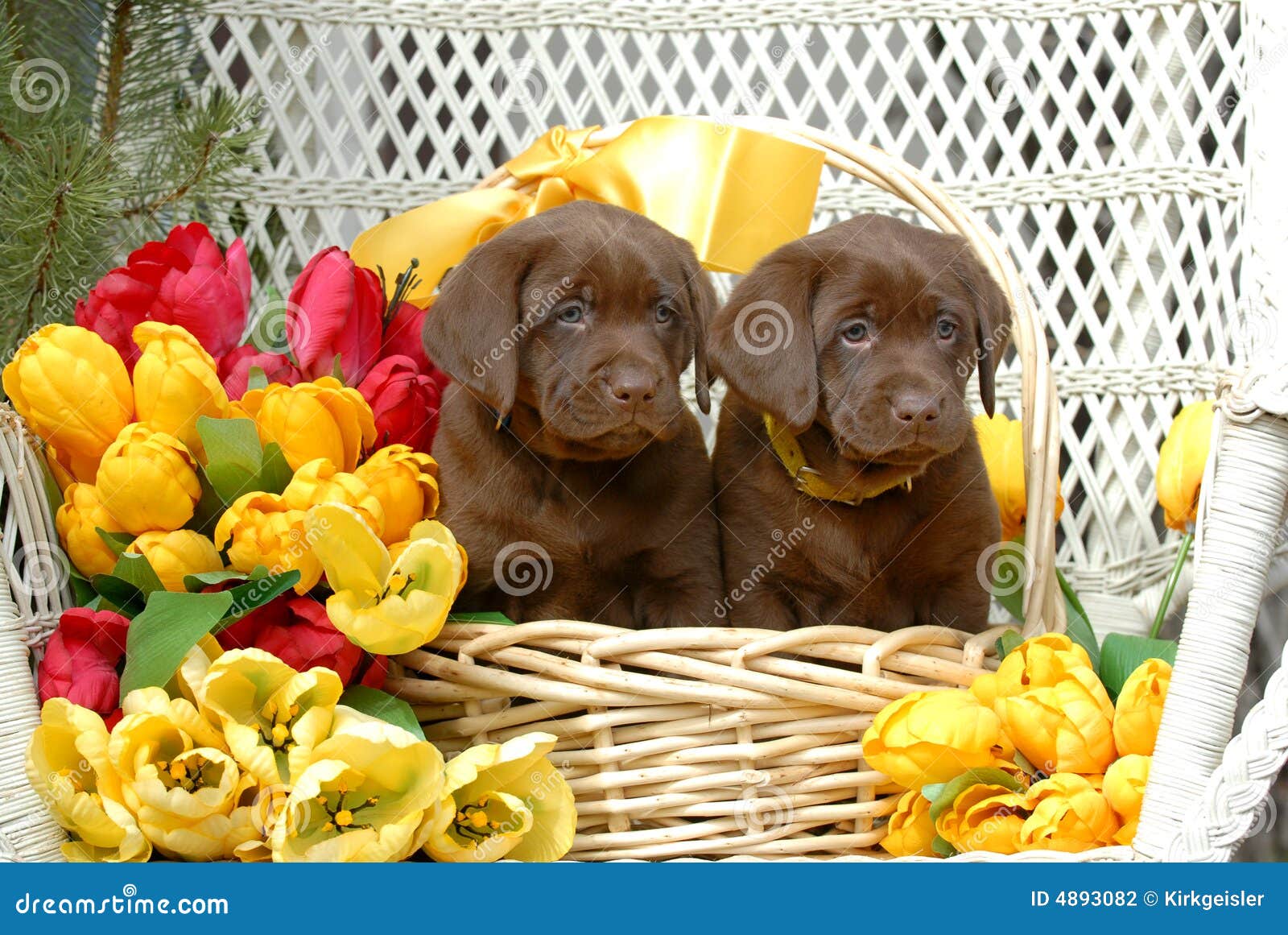 Spring Puppies stock photo. Image of pets, watching, floral - 4893082