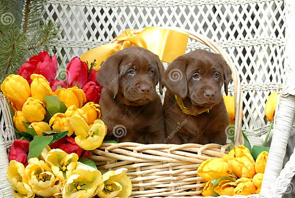 Spring Puppies stock photo. Image of pets, watching, floral - 4893082