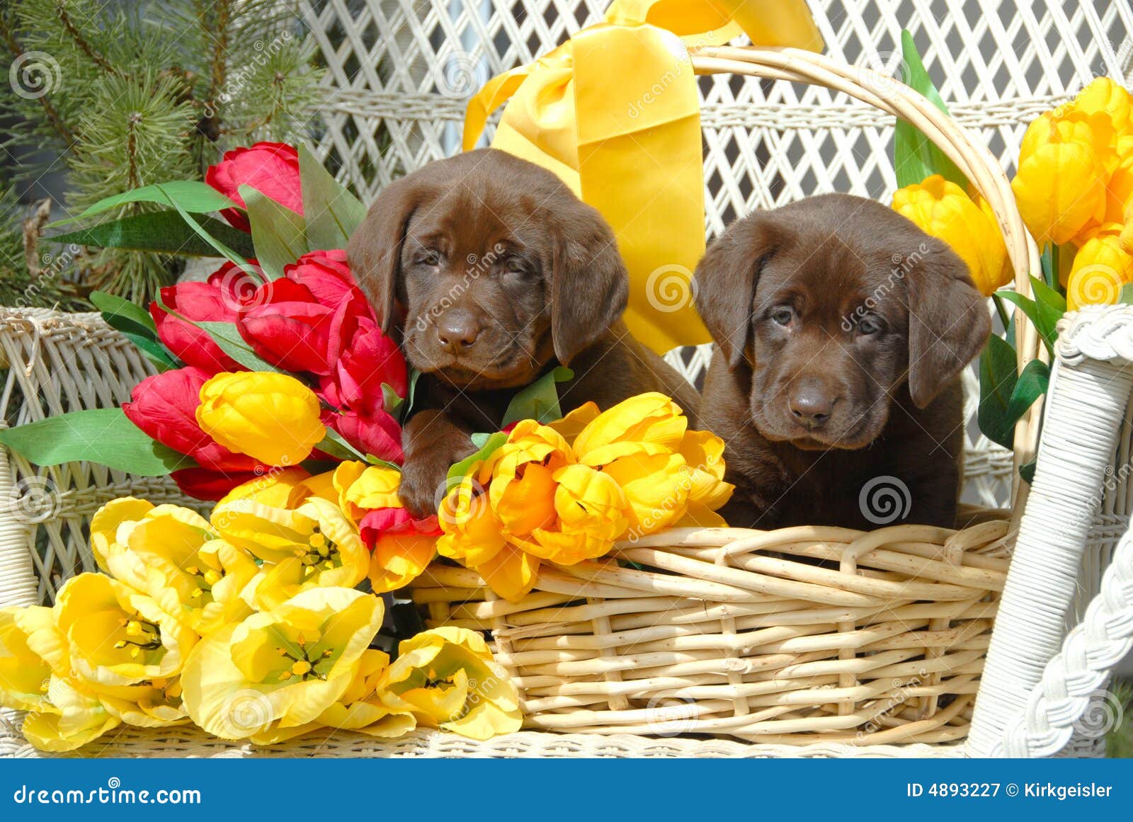 Spring Puppies stock image. Image of cute, spring, lovable - 4893227
