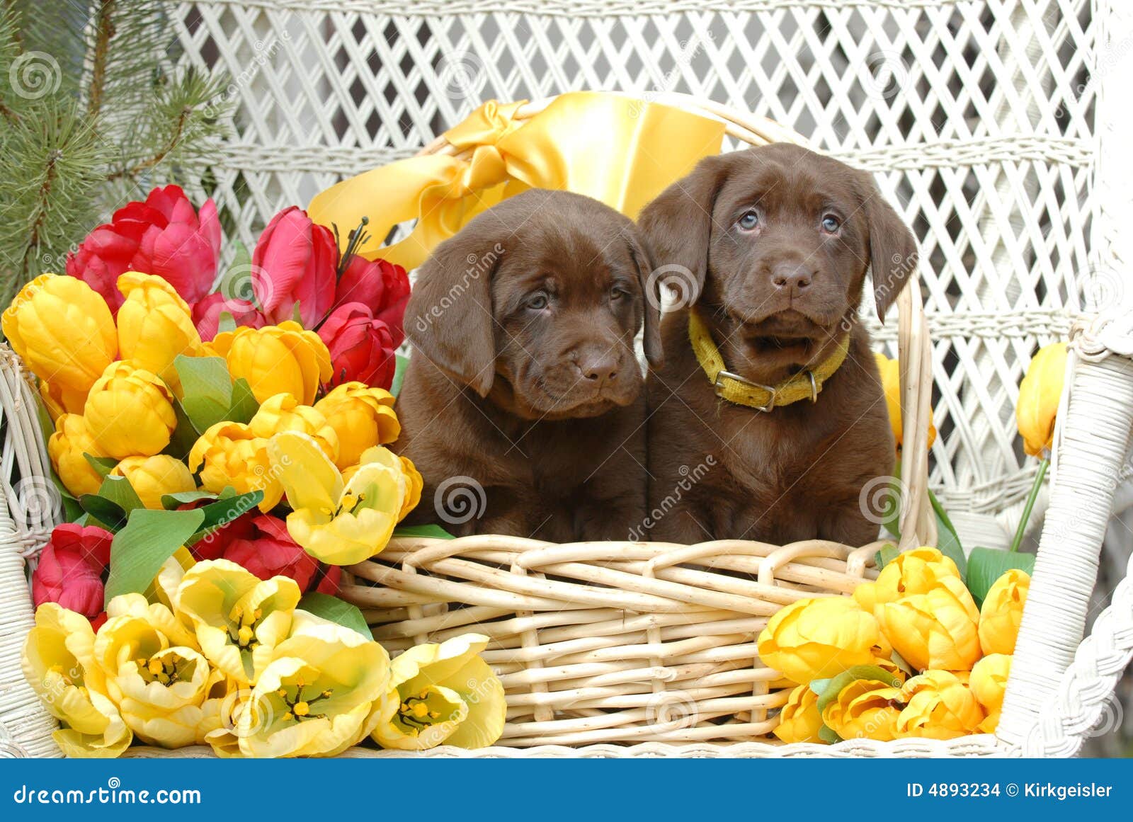 Spring Puppies stock photo. Image of retriever, puppy - 4893234