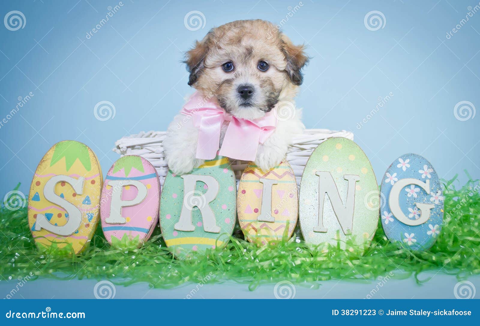 Spring Puppy stock image. Image of holiday, domestic - 38291223