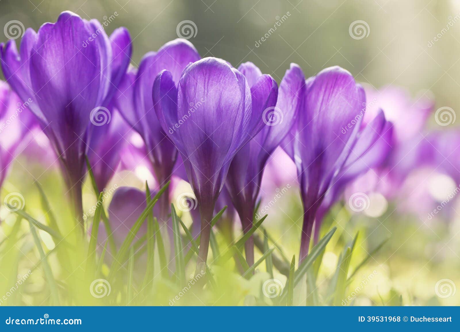 Spring Purple Crocus Flowers Stock Photo - Image of early, lilac: 39531968