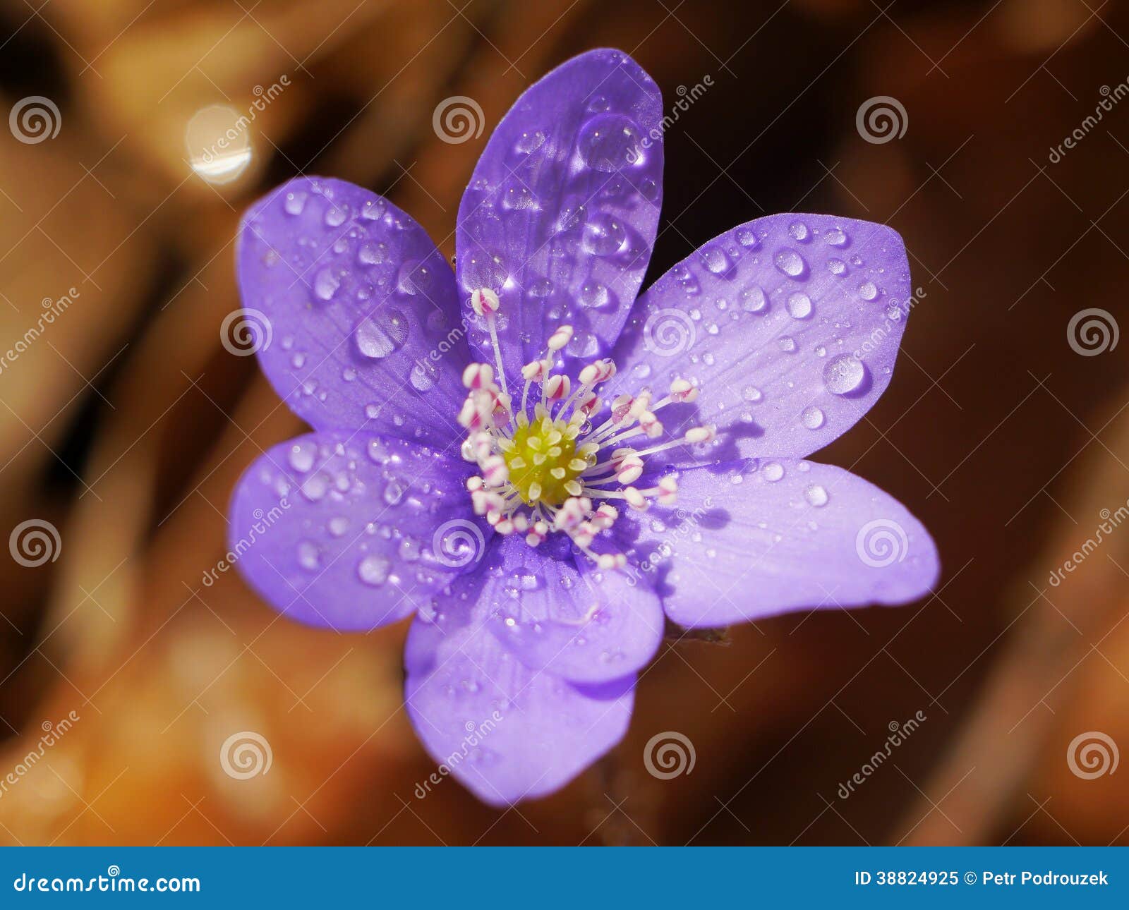 Spring Purple Flower stock image. Image of franken, season - 38824925