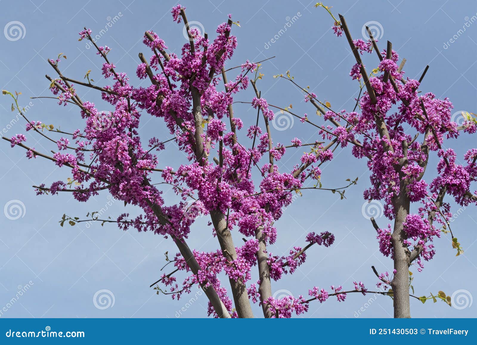 Spring Purple Flowers Blossoming Tree Stock Image - Image of easter ...