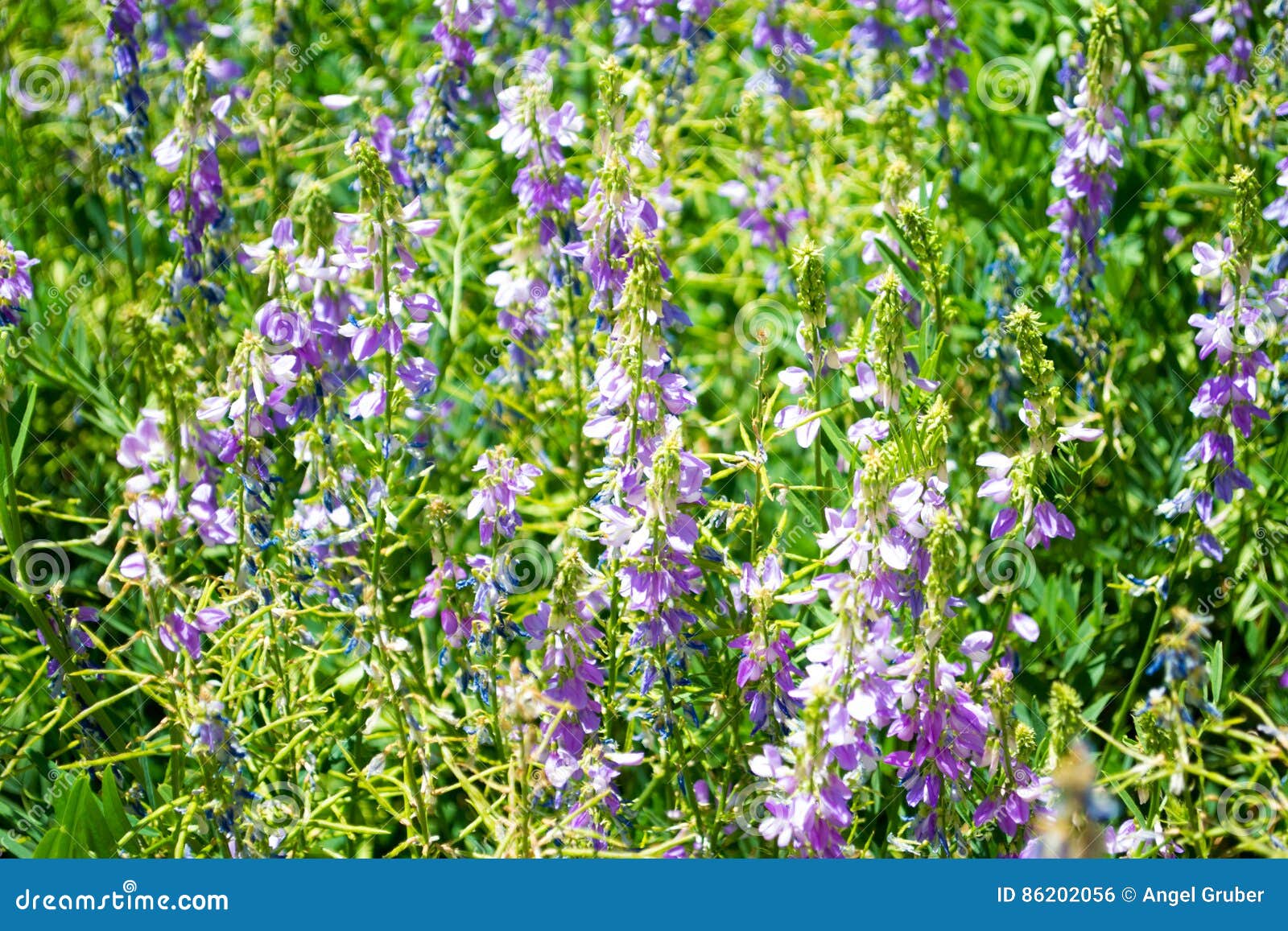 Spring Purple Flowers in the Forest Stock Photo - Image of clover, grow ...